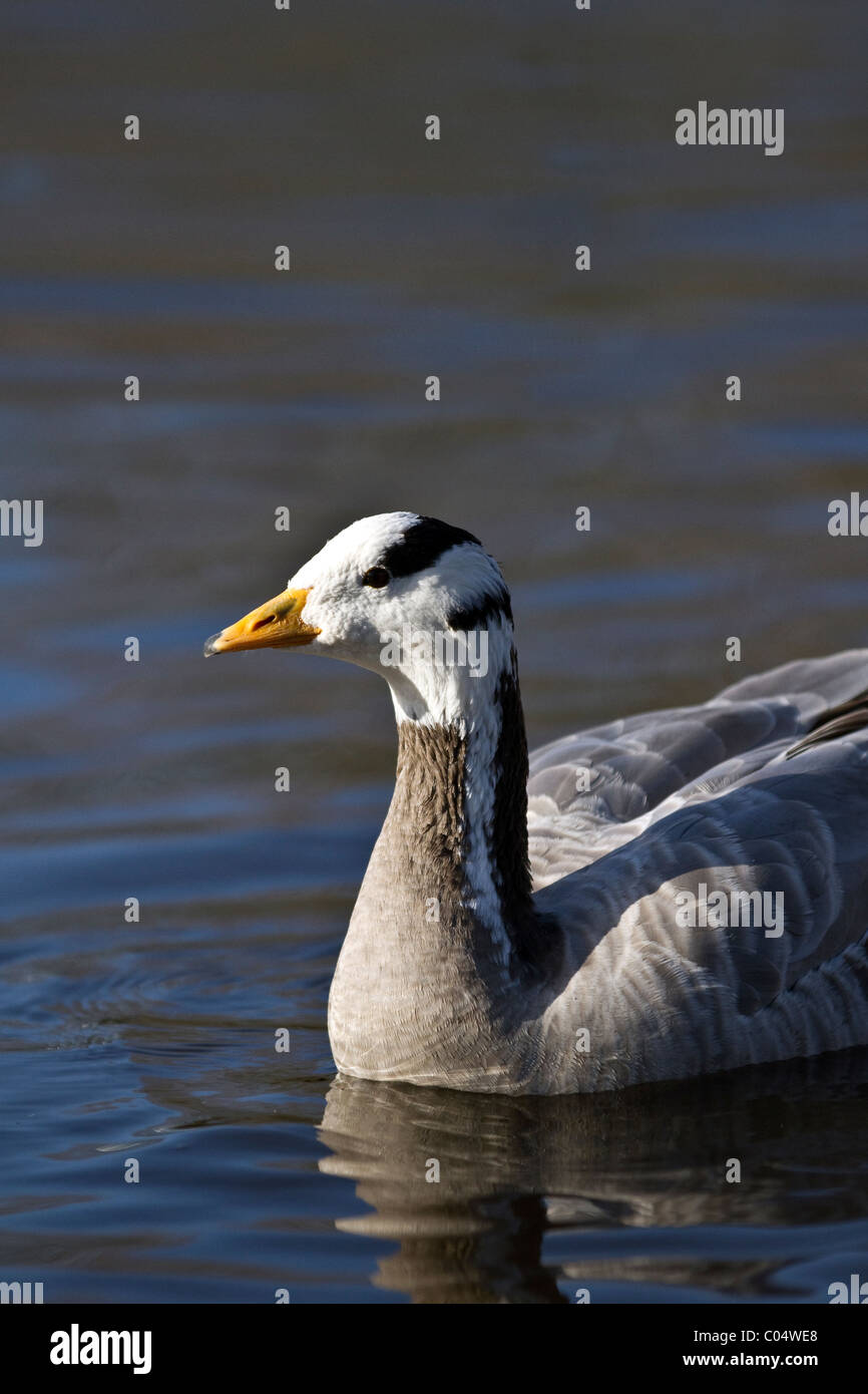Brownish grey plumage hi-res stock photography and images - Alamy