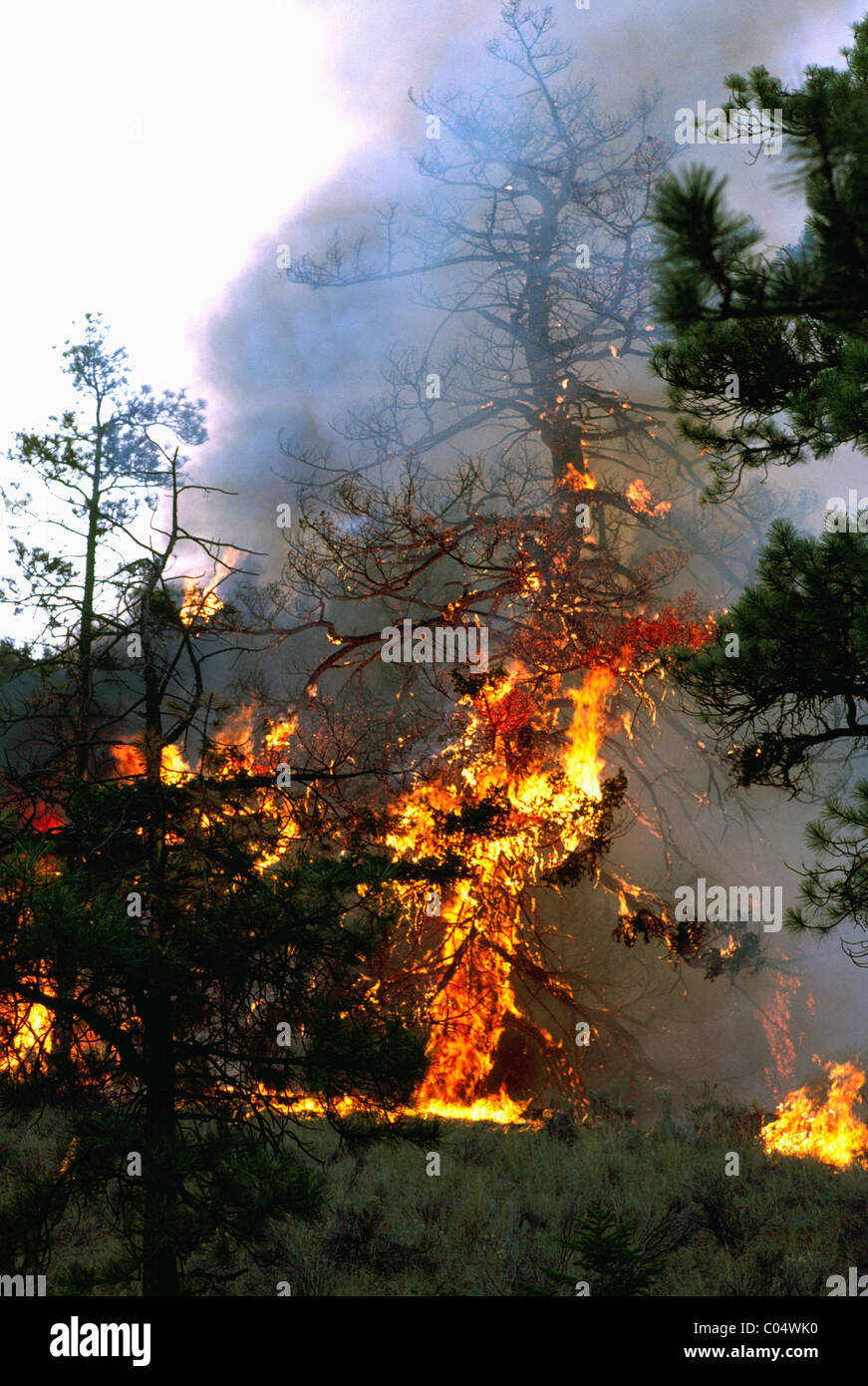 West coast forest fires hi-res stock photography and images - Alamy