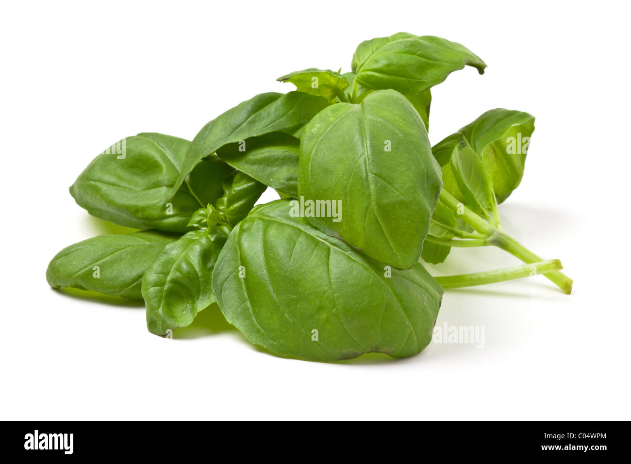 Sprigs of fresh basil from low perspective isolated on white Stock ...