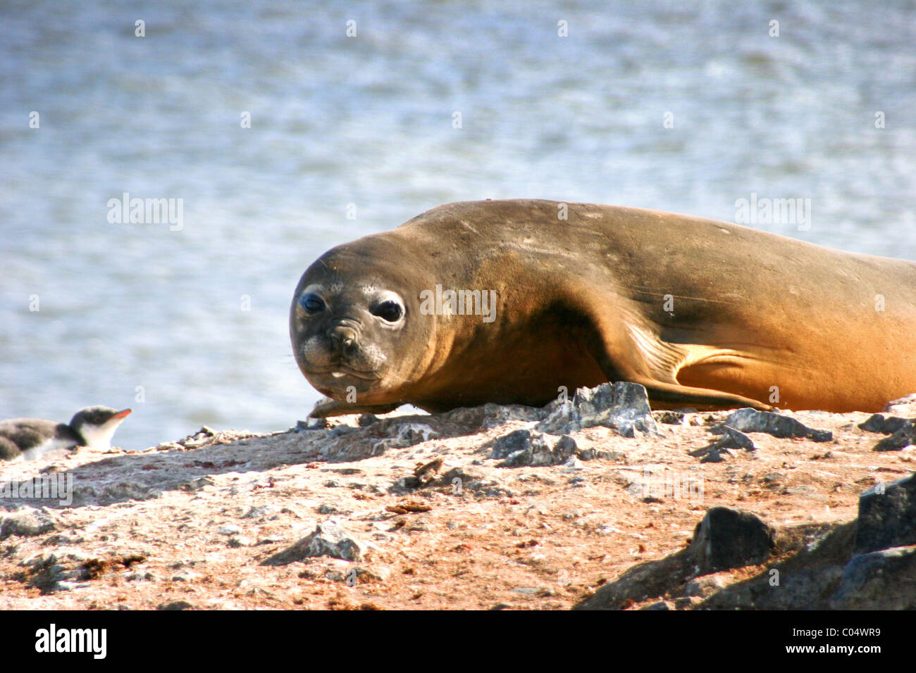 Weddell Seals, Antarctica, Antarctic Peninsula Stock Photo - Alamy