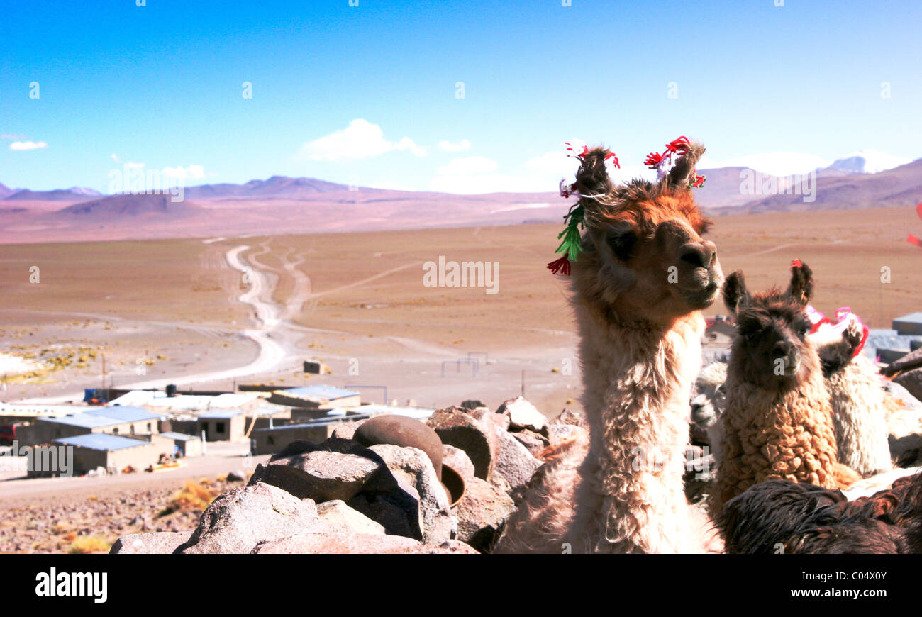 Llamas sol hi-res stock photography and images - Alamy