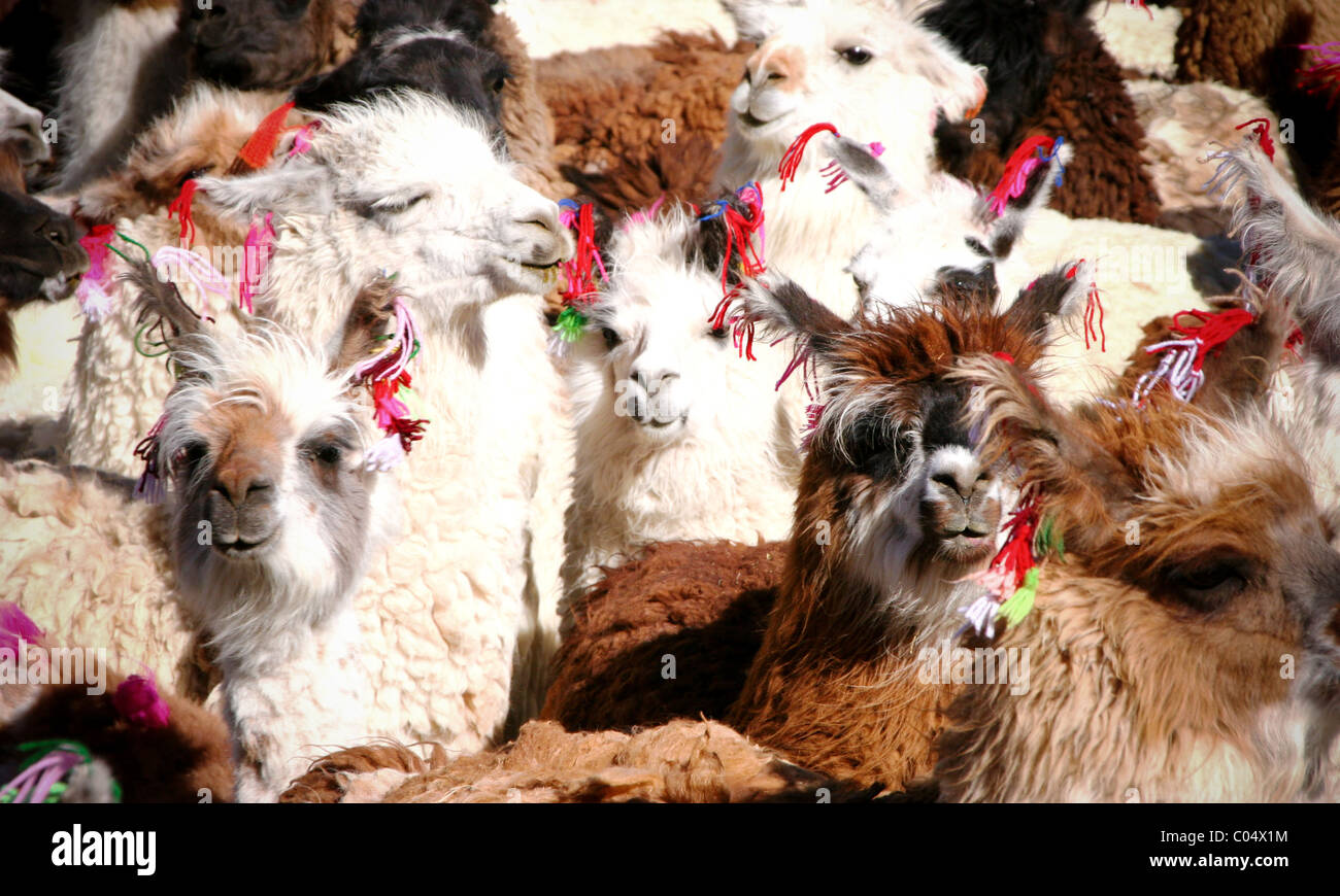 Llamas sol hi-res stock photography and images - Alamy