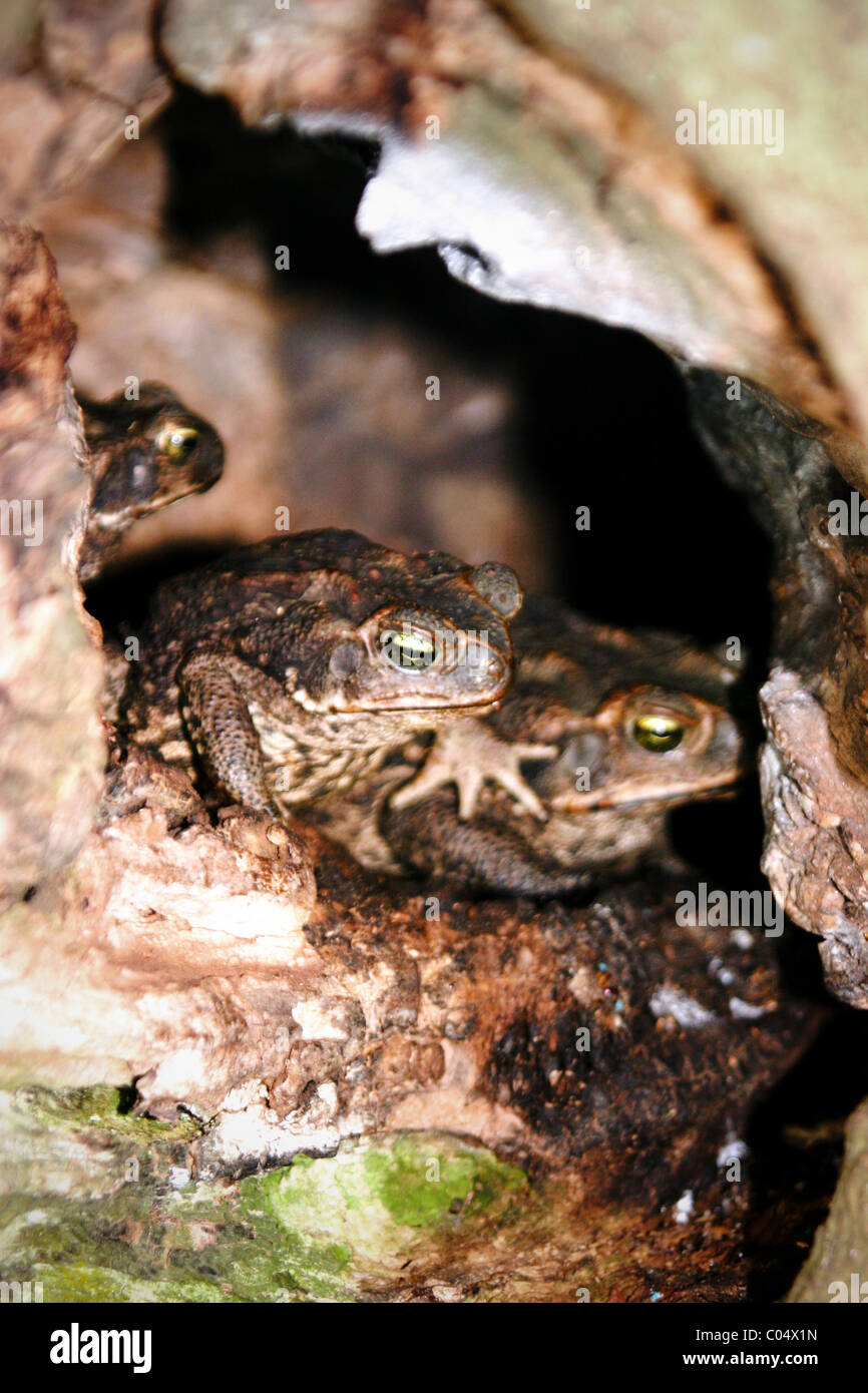 Three tree frogs hi-res stock photography and images - Alamy