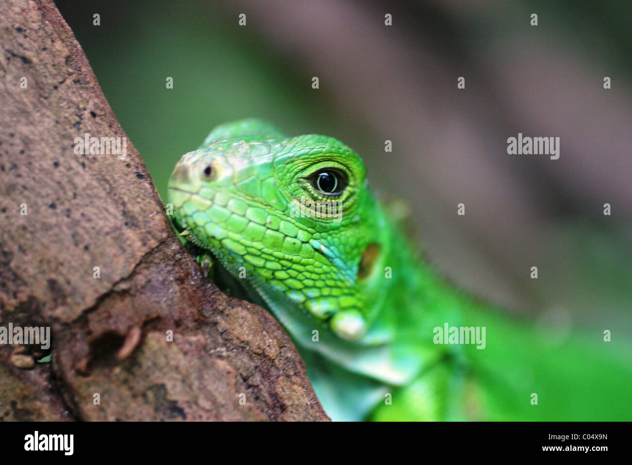 Green Lizard, Mauritius Stock Photo - Alamy