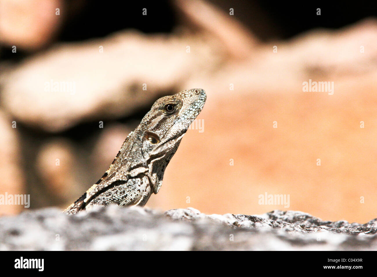 Lizard, Mayan Ruins at Uxmal, Mexico Stock Photo - Alamy