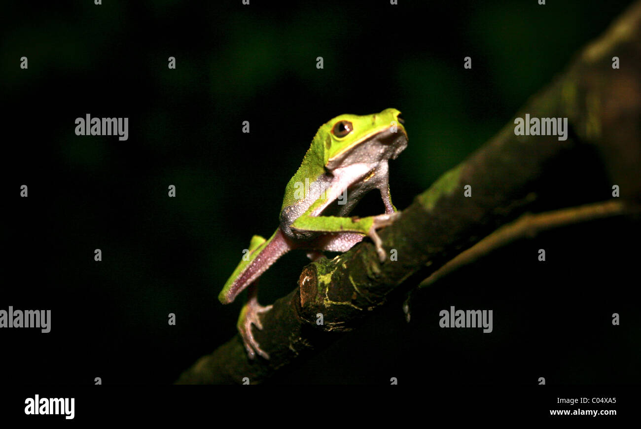 White lined leaf frog hi-res stock photography and images - Alamy