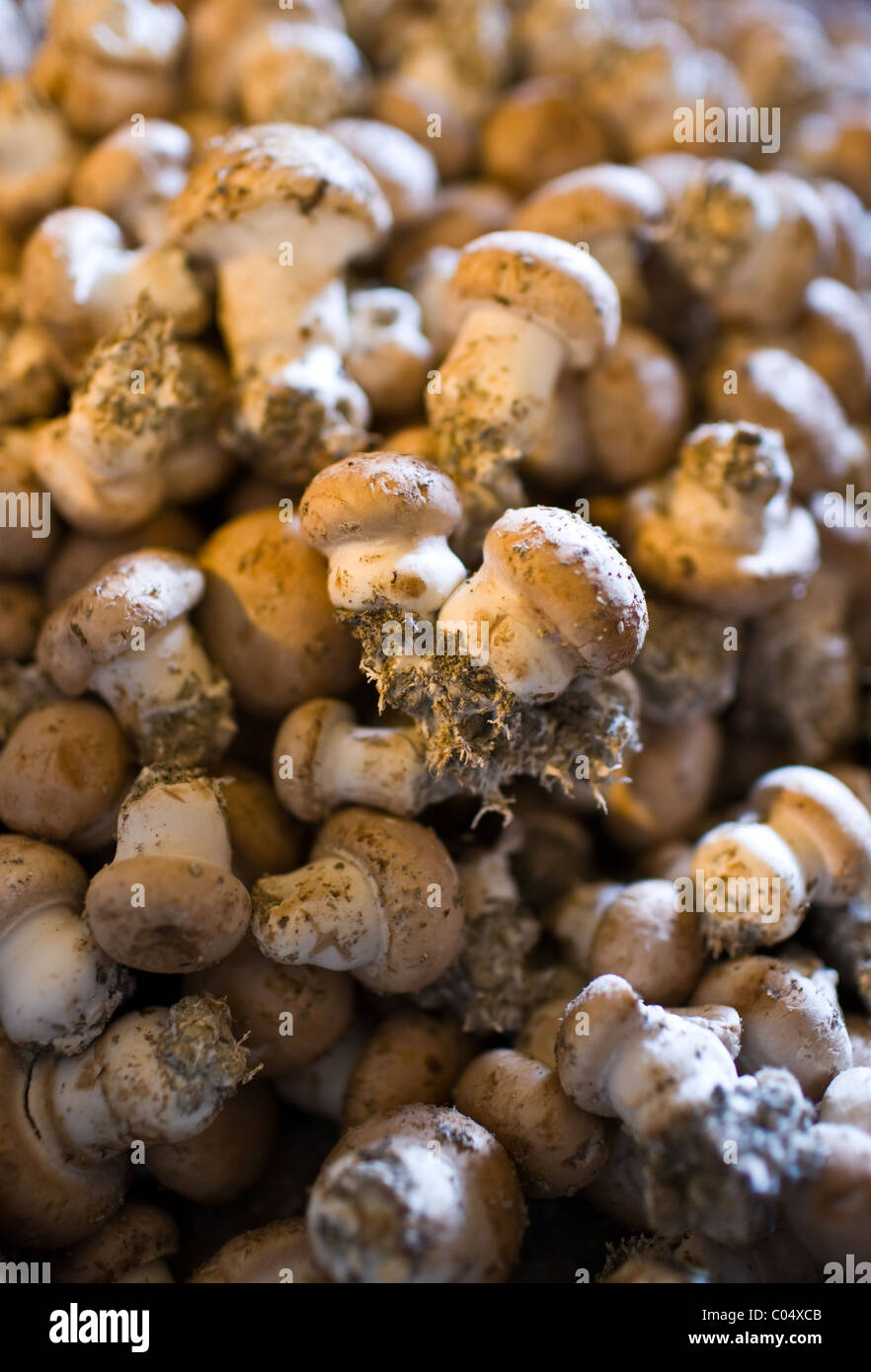 Mushrooms, Champignons de Paris, grown in former troglodyte cave at Le ...