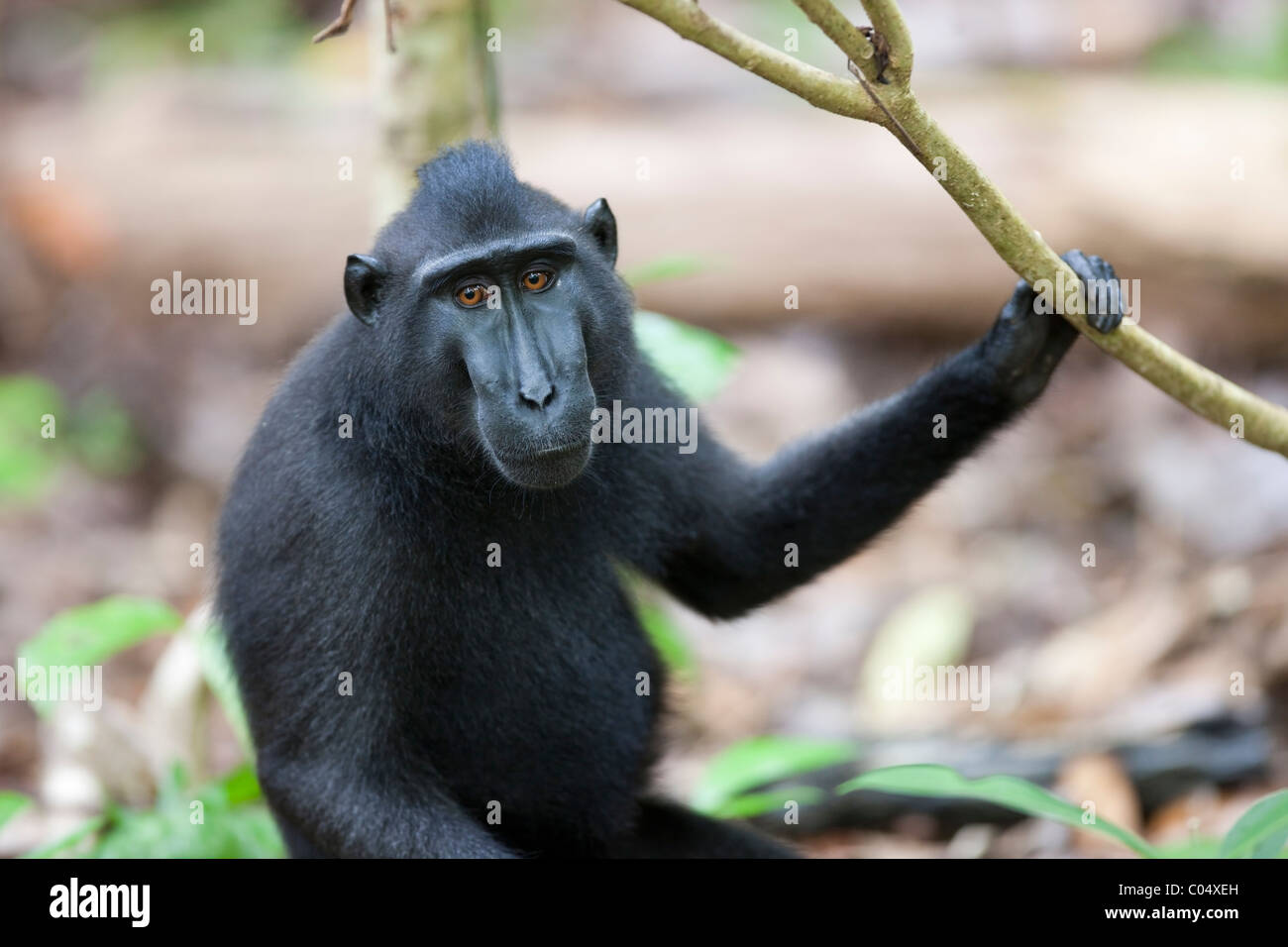 Crested Black Macaque (Macaca nigra Stock Photo - Alamy