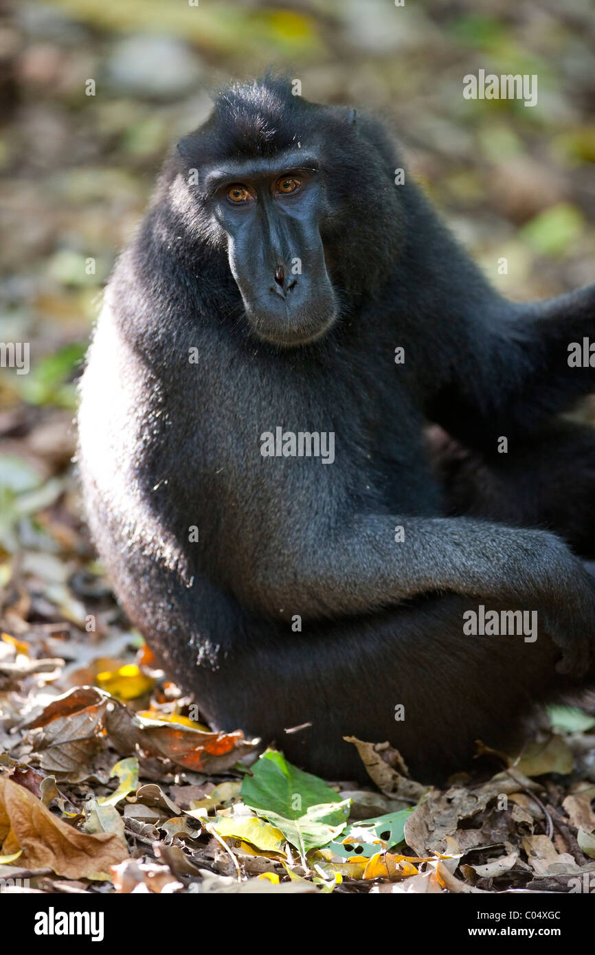 Crested black macaque hi-res stock photography and images - Alamy