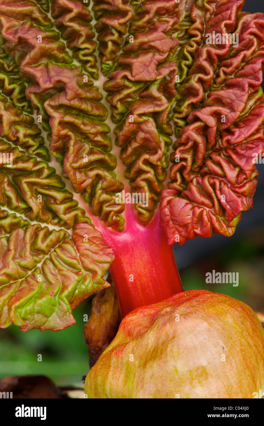 Rhubarb shoots hi-res stock photography and images - Alamy