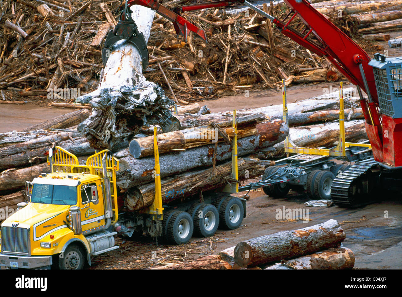 Unloading Poor Quality Logs at Beaver Cove Sort Yard, near Telegraph ...