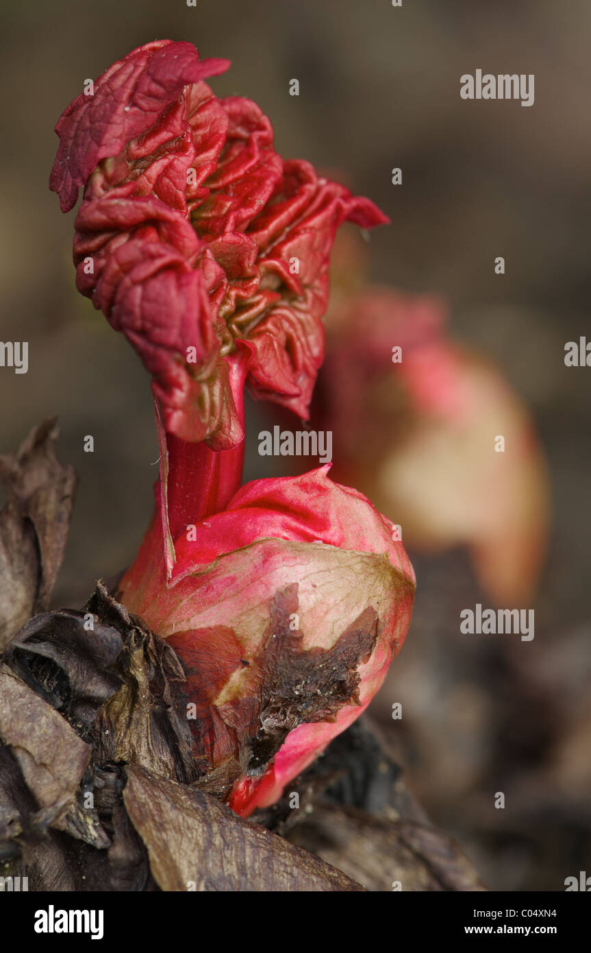 Rhubarb shoots hi-res stock photography and images - Alamy