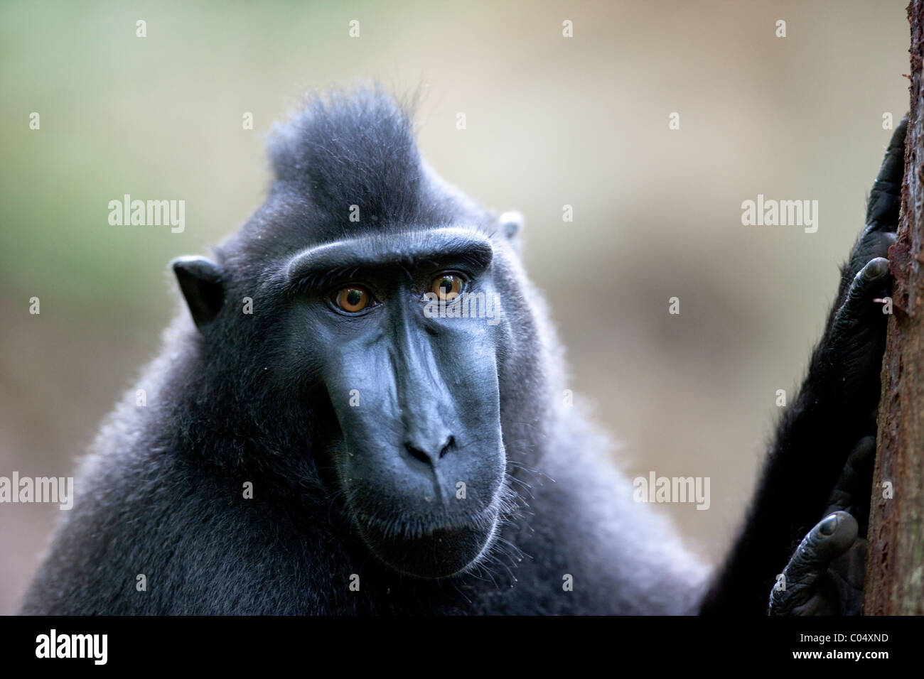 Macaque head hi-res stock photography and images - Alamy