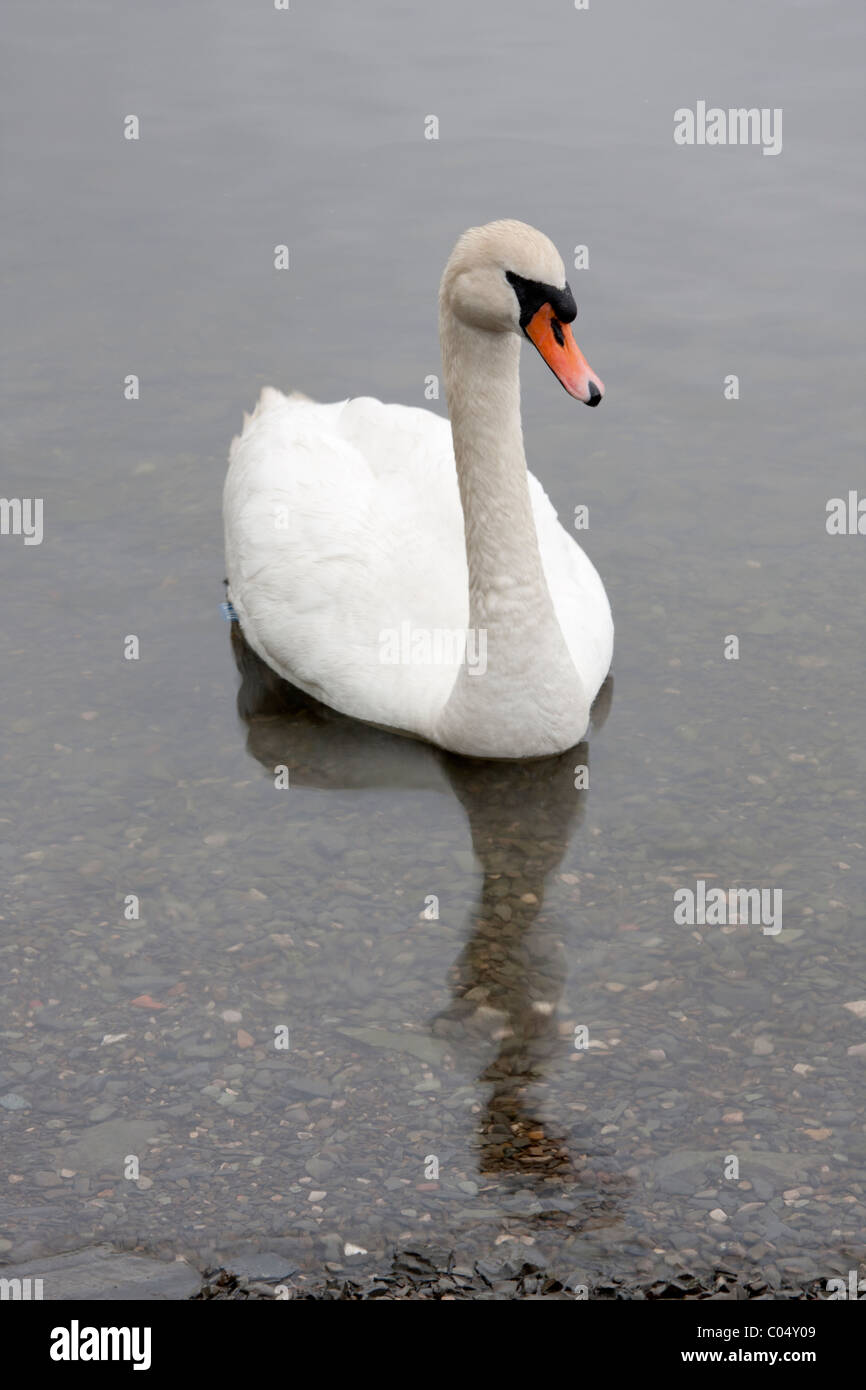 Swan adult hi-res stock photography and images - Alamy