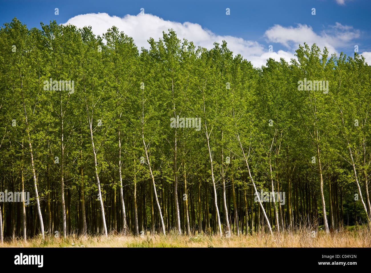 Copse High Resolution Stock Photography and Images - Alamy