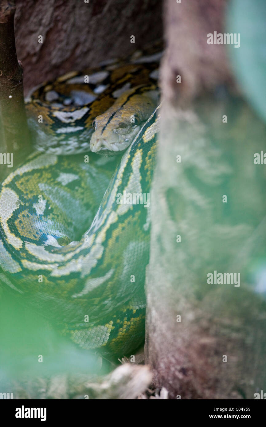 Reticulated Python (Python reticulatus reticulatus Stock Photo - Alamy