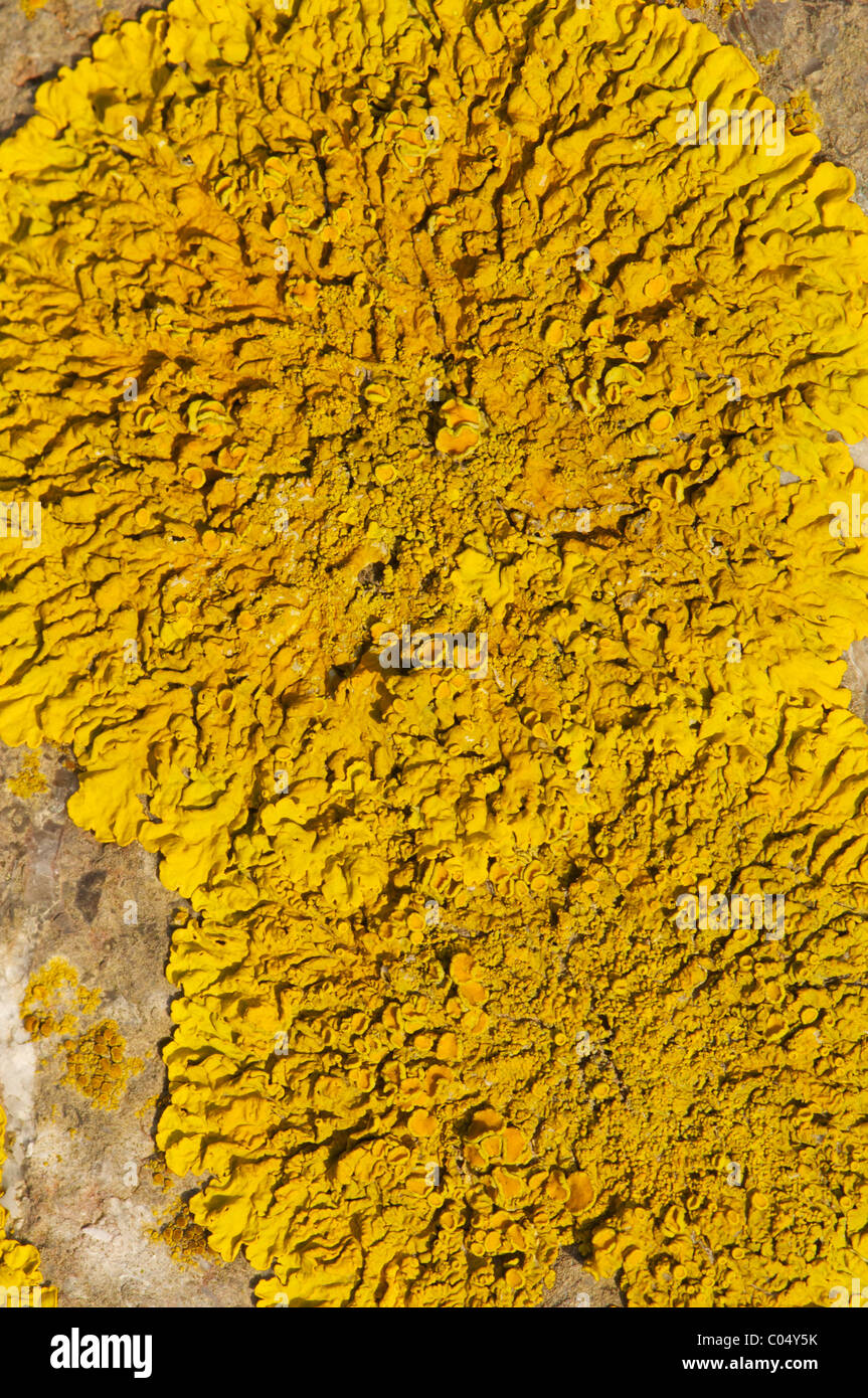 Lichen, rock, sea hi-res stock photography and images - Alamy