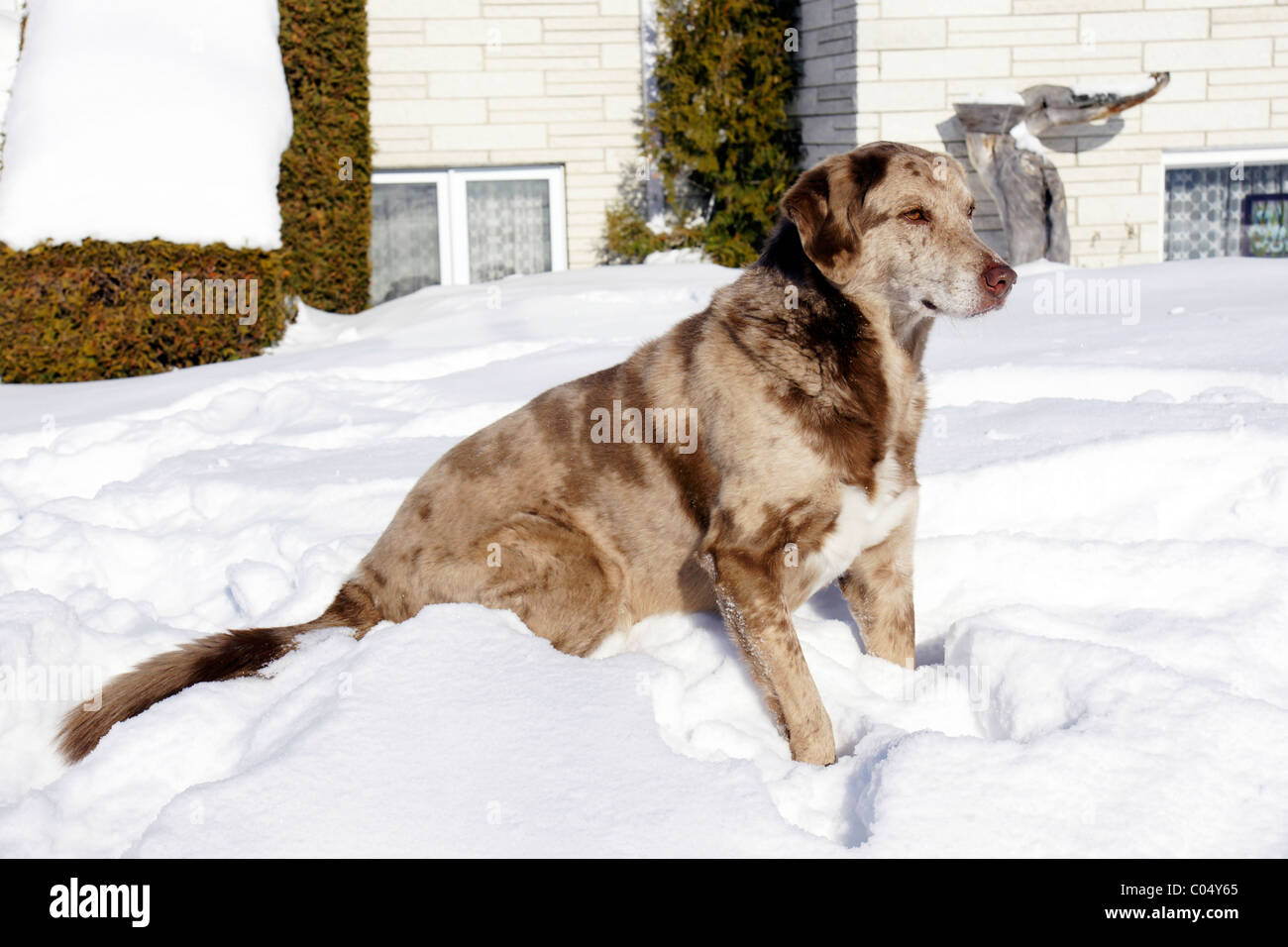 Guard dog sitting in the snow in front of a white brick house Stock ...