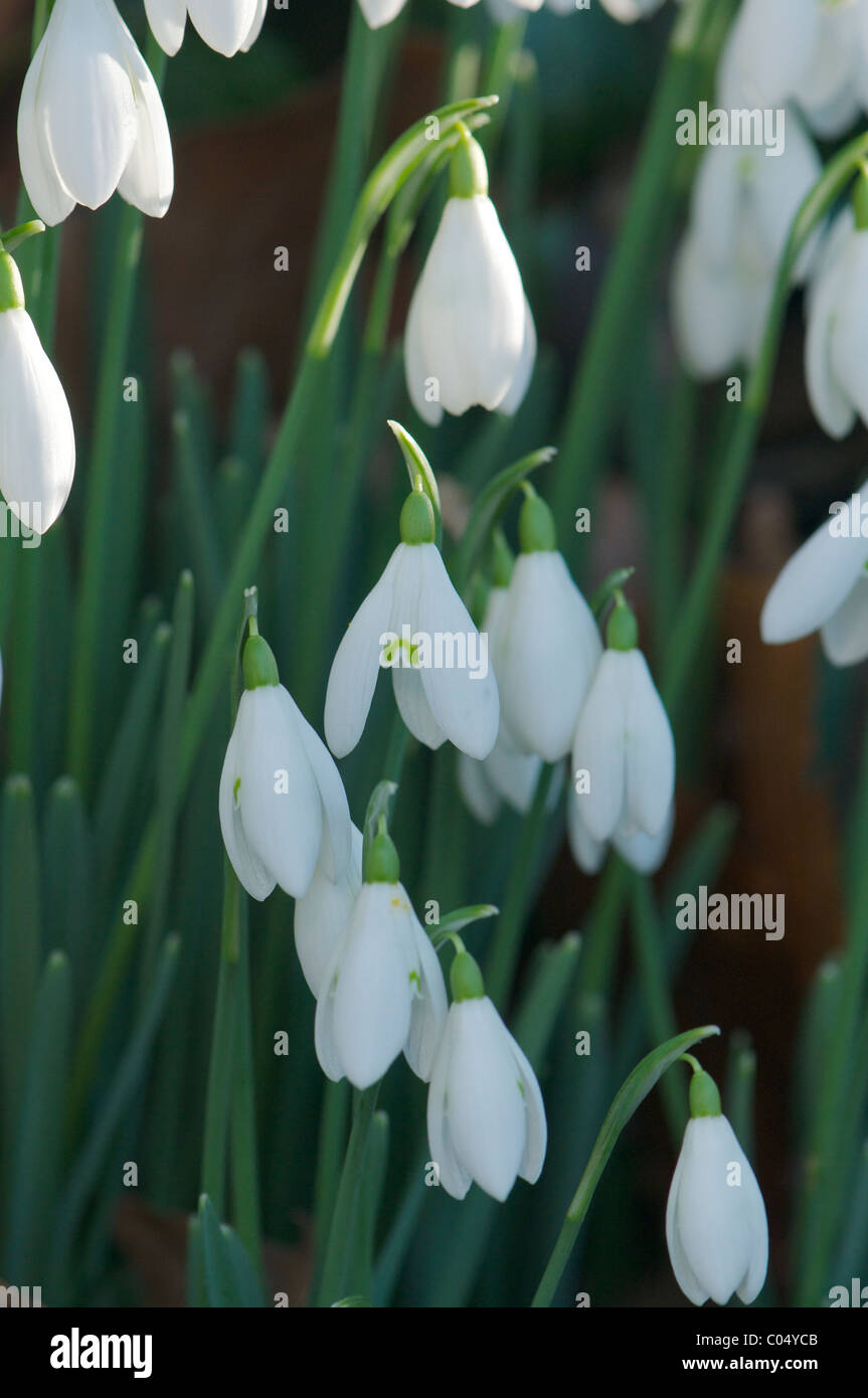 English snowdrop hi-res stock photography and images - Alamy