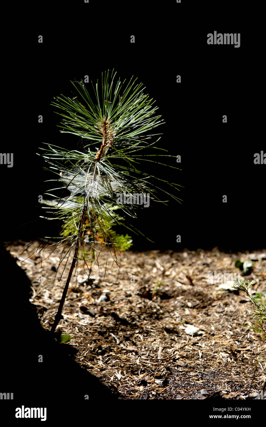 Pine tree sprouts hi-res stock photography and images - Alamy
