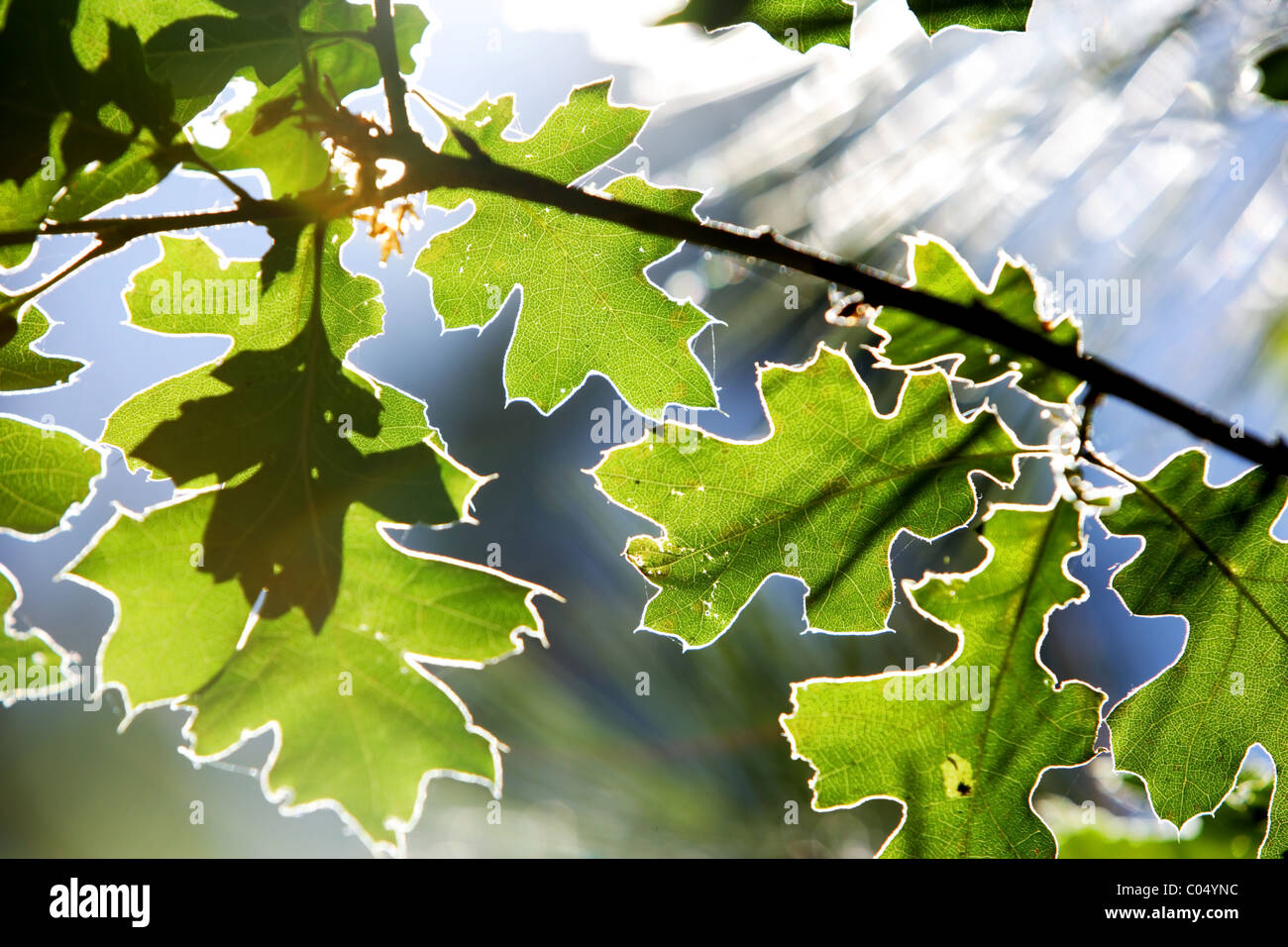 Leaf abstract background hi-res stock photography and images - Alamy