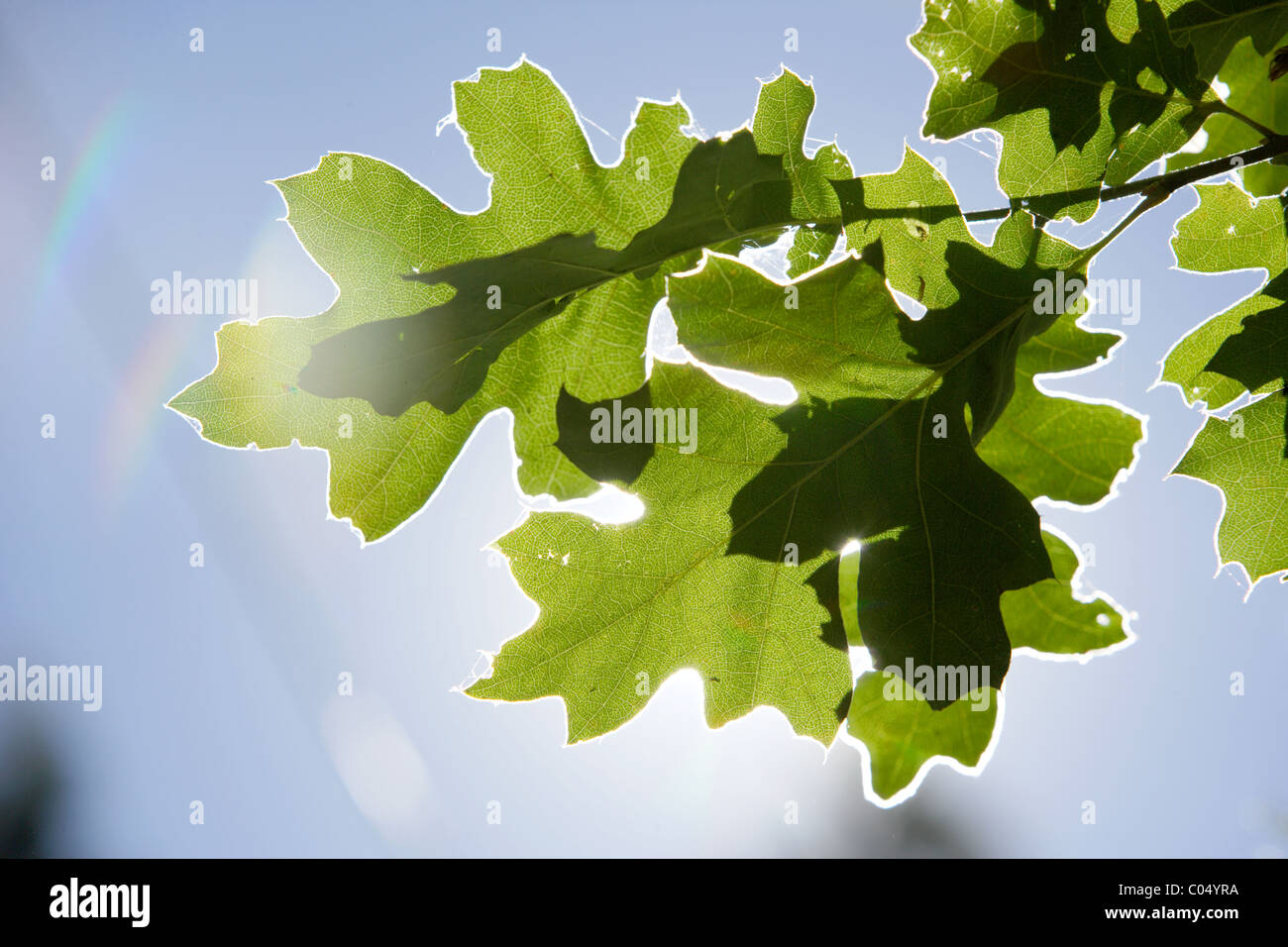 Photosynthesis leaf sun hi-res stock photography and images - Alamy