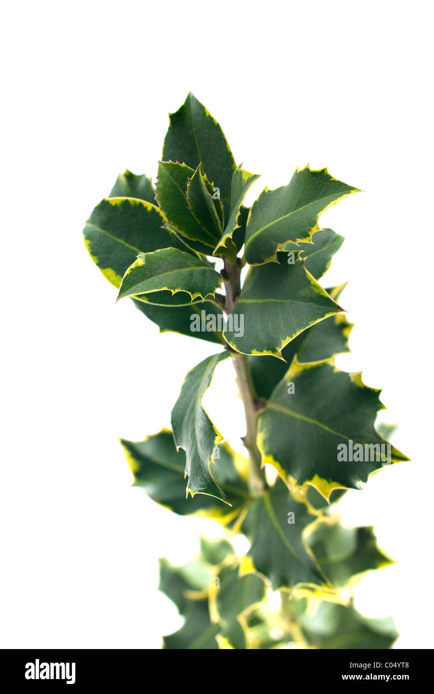 Holly branch with leaves isolated on white background Stock Photo - Alamy