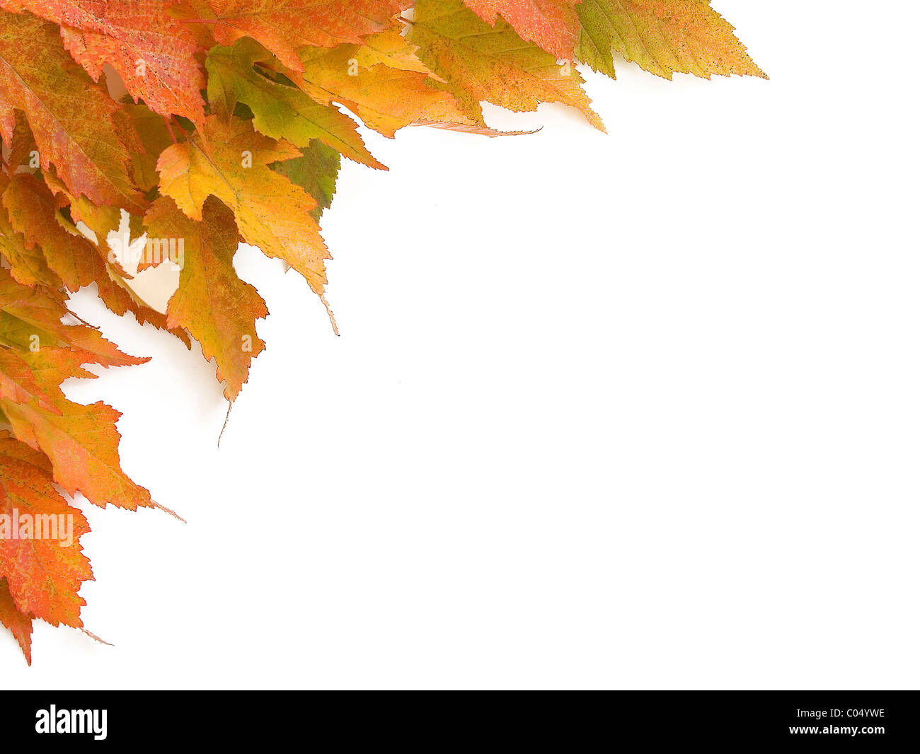 colorful frame made from autumn leaves Stock Photo - Alamy