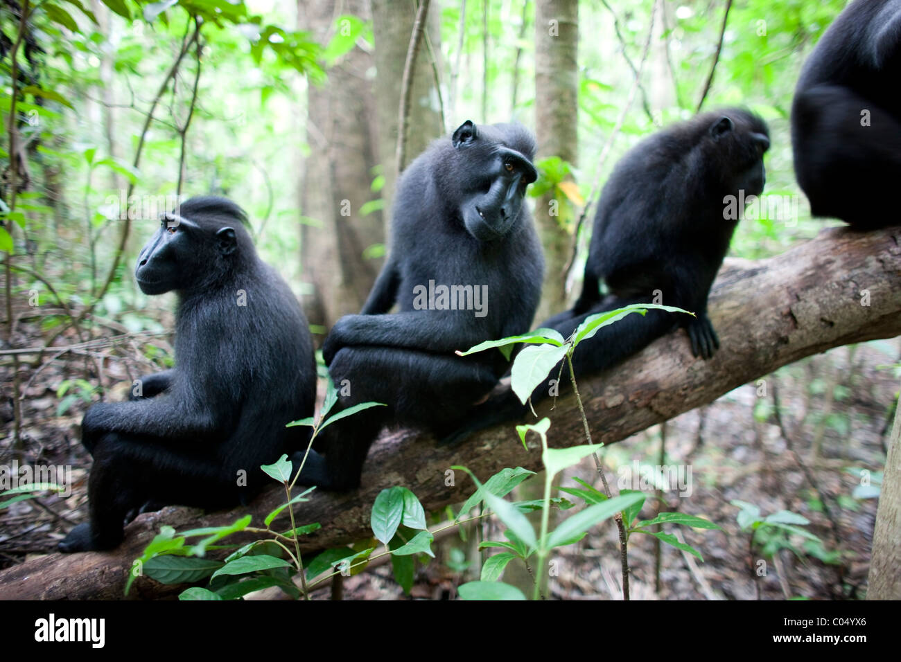 Crested Black Macaque (Macaca nigra Stock Photo - Alamy
