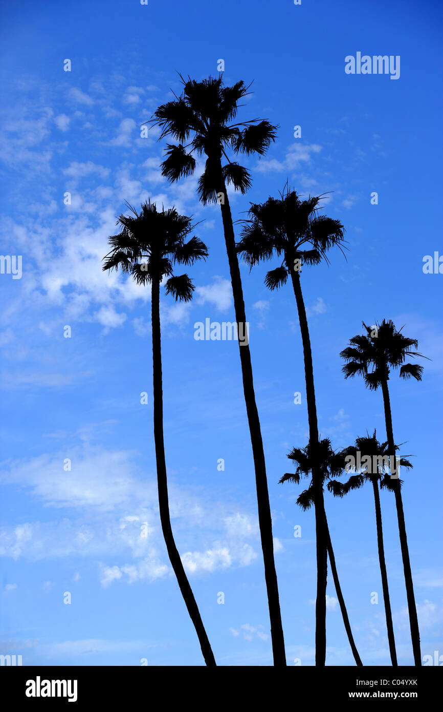 Palm trees at the beach Stock Photo - Alamy
