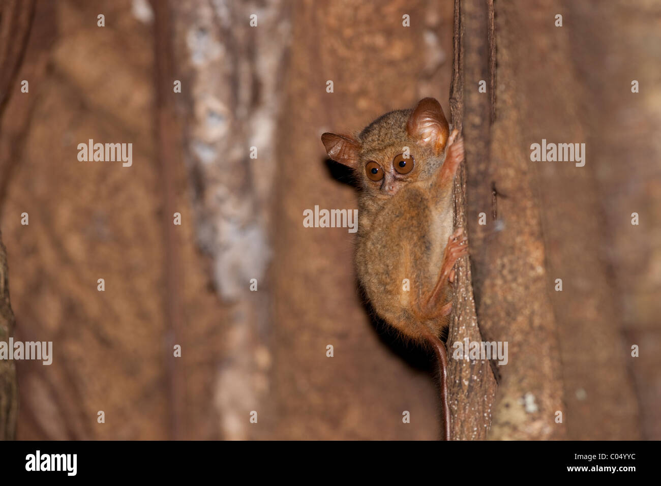 Spectral Tarsier (Tarsius tarsier Stock Photo - Alamy