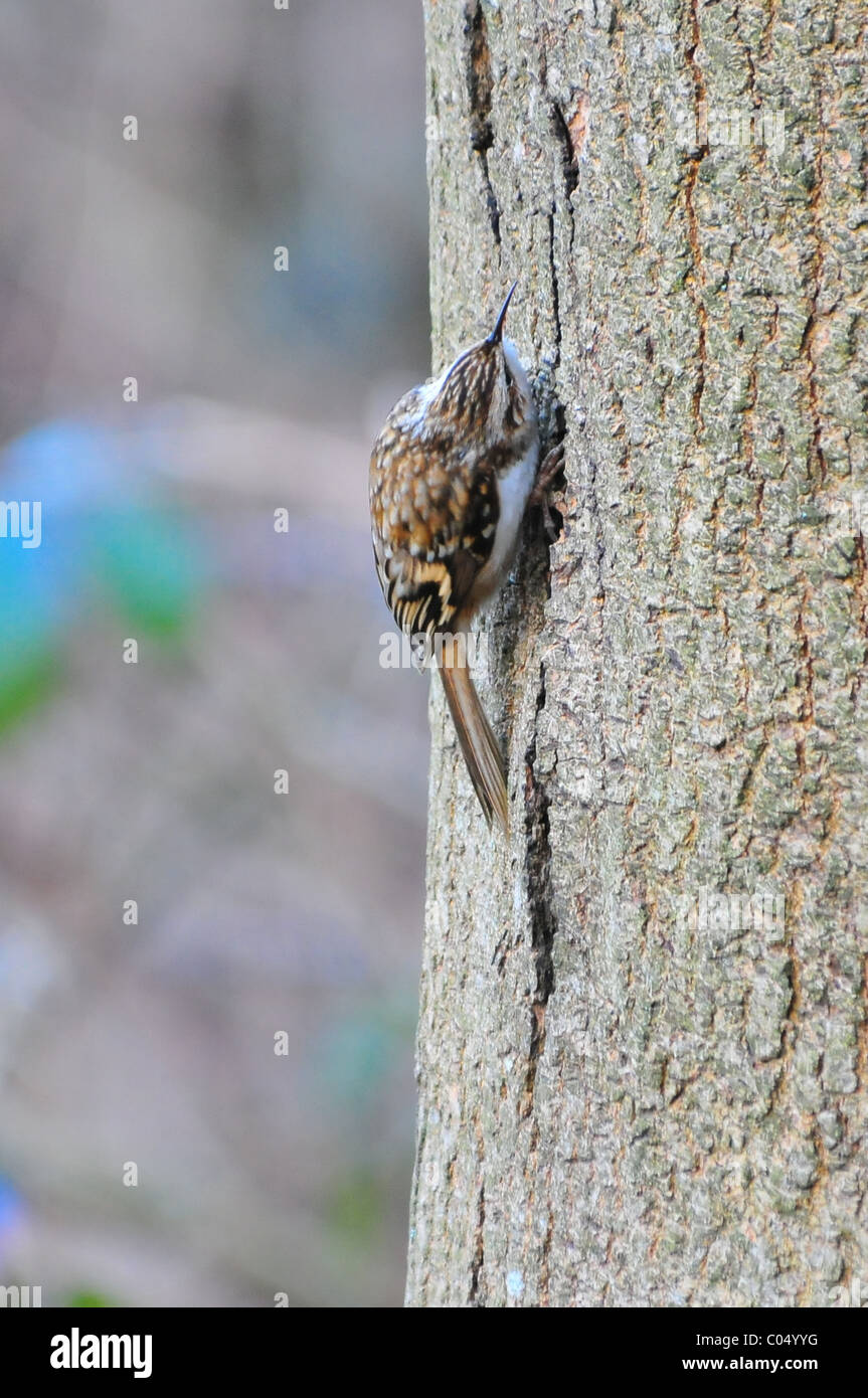 Tree creeper hi-res stock photography and images - Alamy