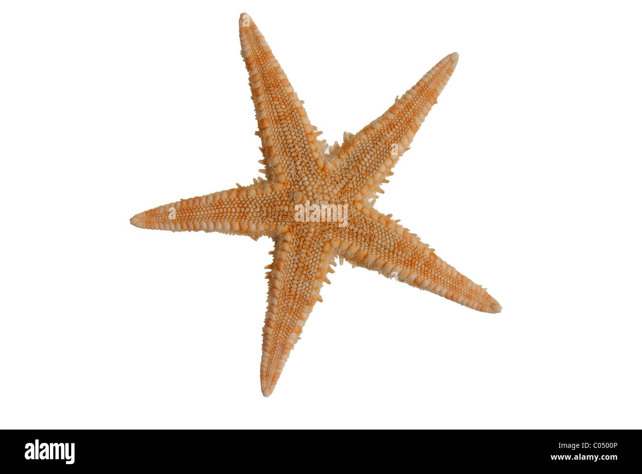 Sea star isolated on white background Stock Photo - Alamy