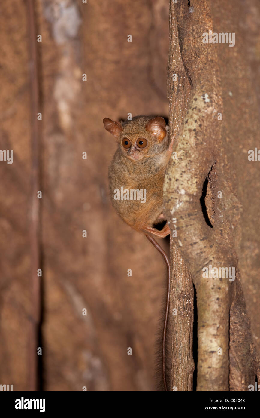 Spectral Tarsier (Tarsius tarsier Stock Photo - Alamy