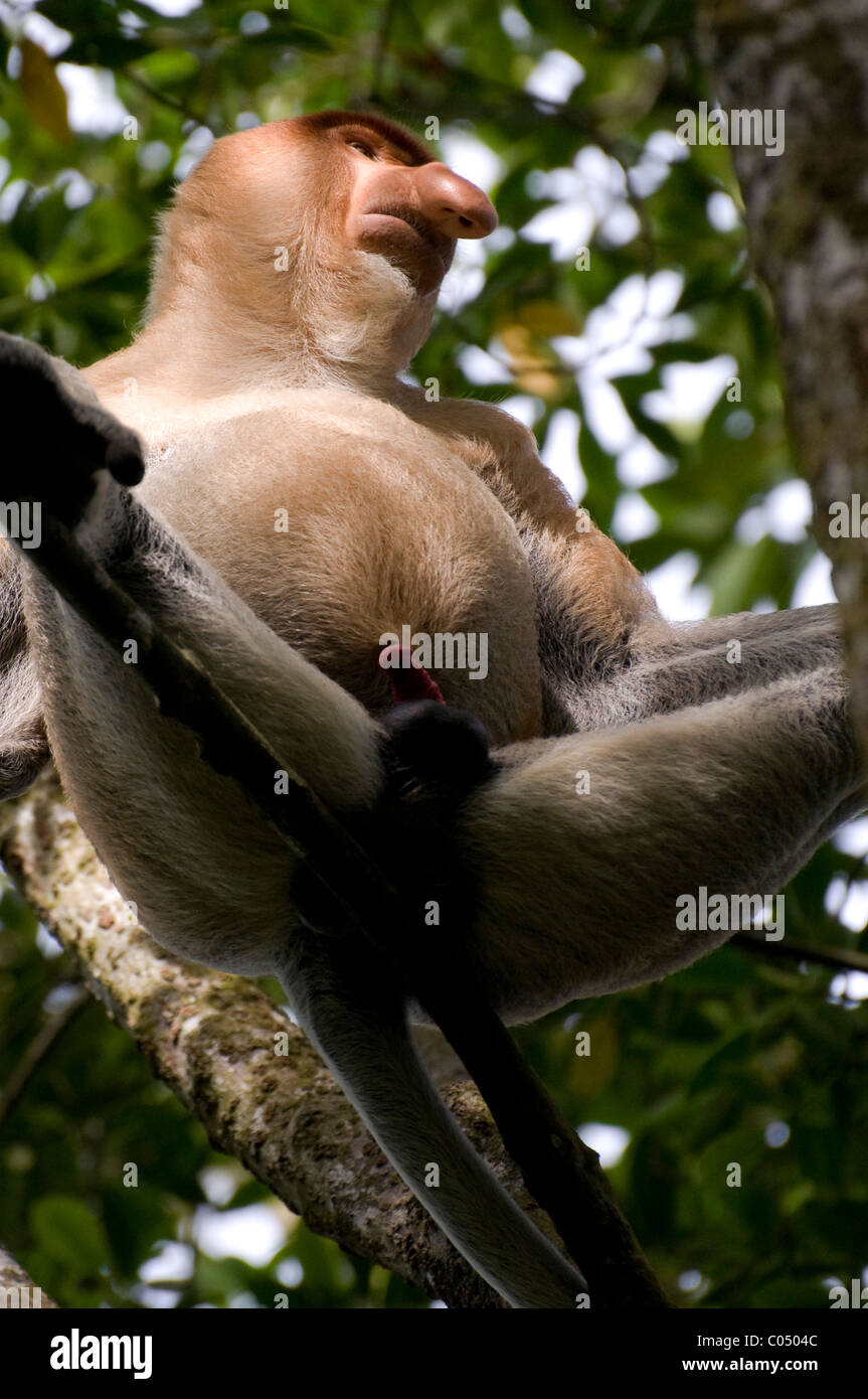 Dutch monkey hi-res stock photography and images - Alamy