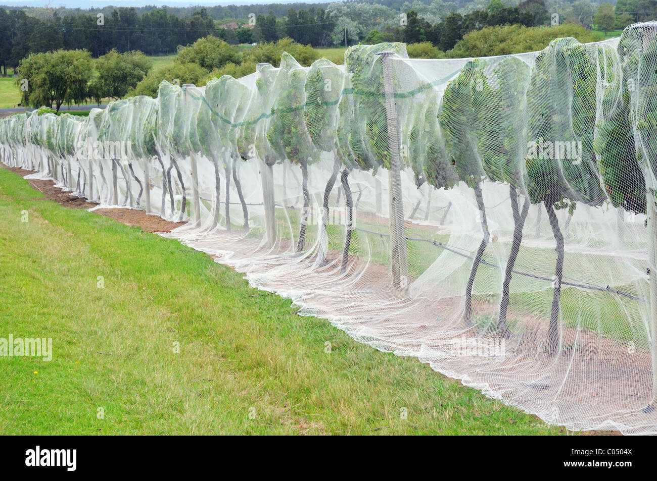 Vines covered in netting to keep birds and insects off the grapes Stock ...