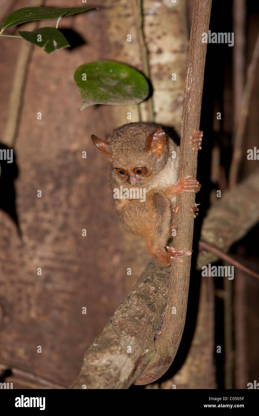 Spectral Tarsier (Tarsius tarsier Stock Photo - Alamy