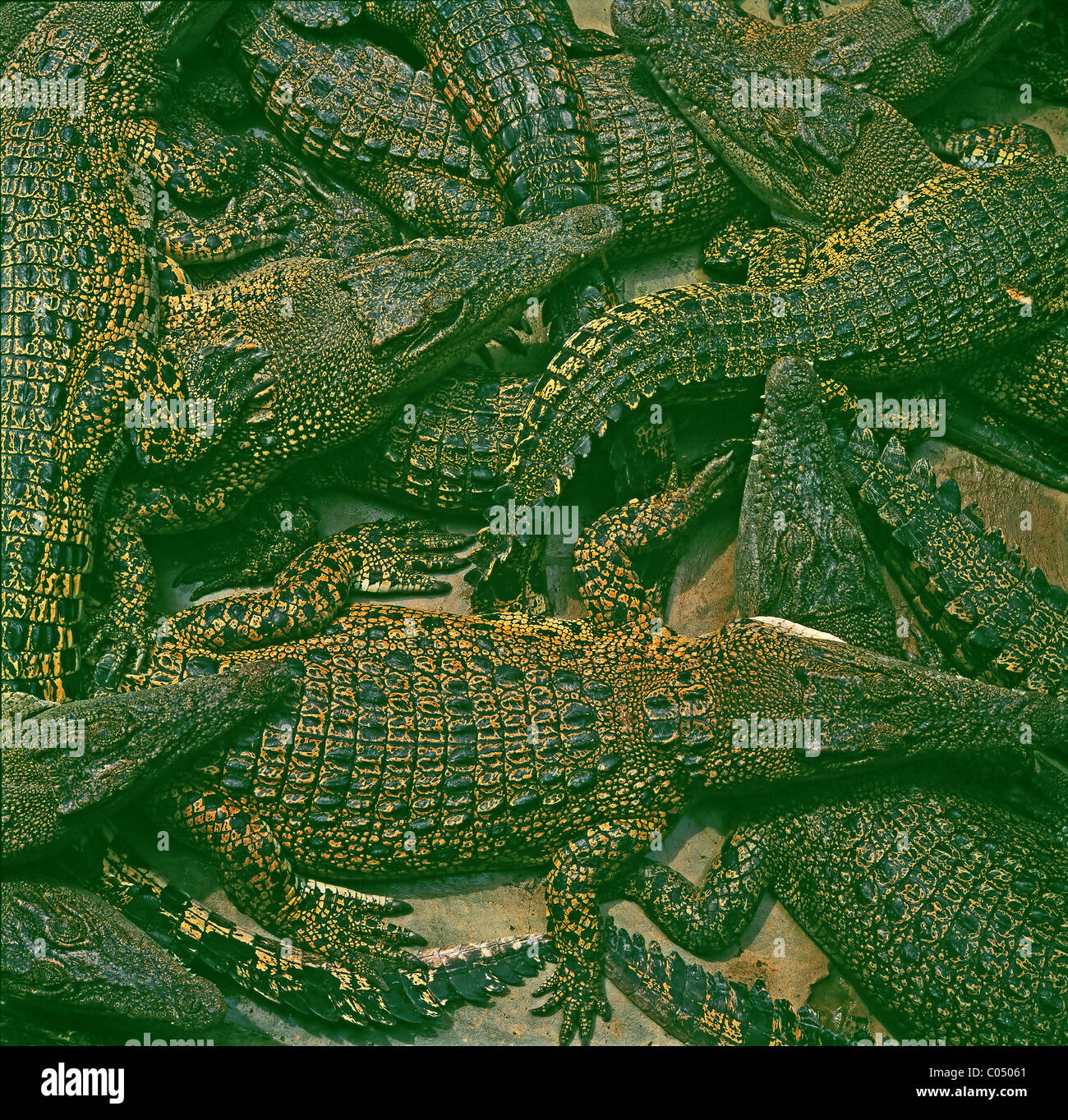 group of crocodiles laying together Stock Photo - Alamy