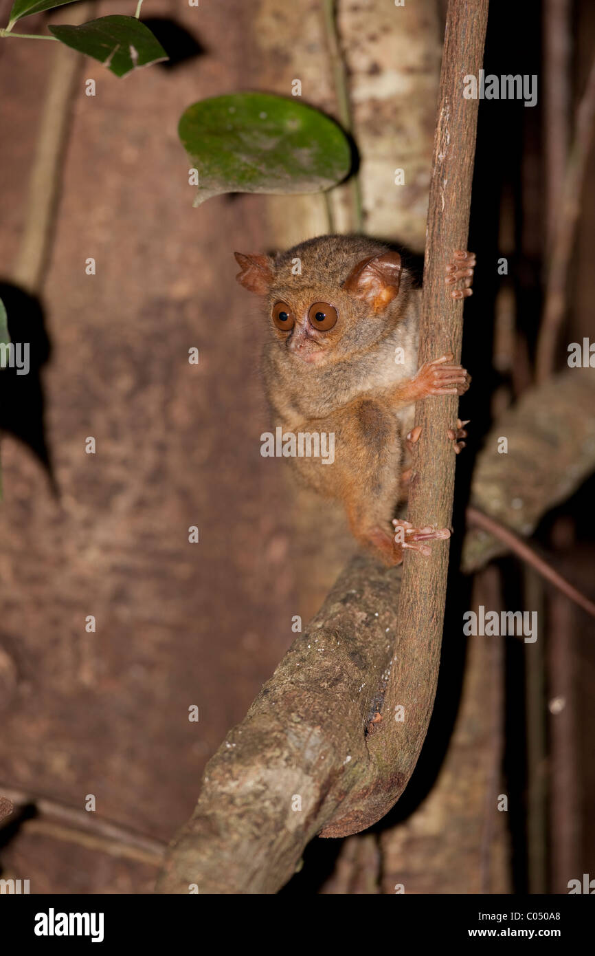 Spectral Tarsier (Tarsius tarsier Stock Photo - Alamy