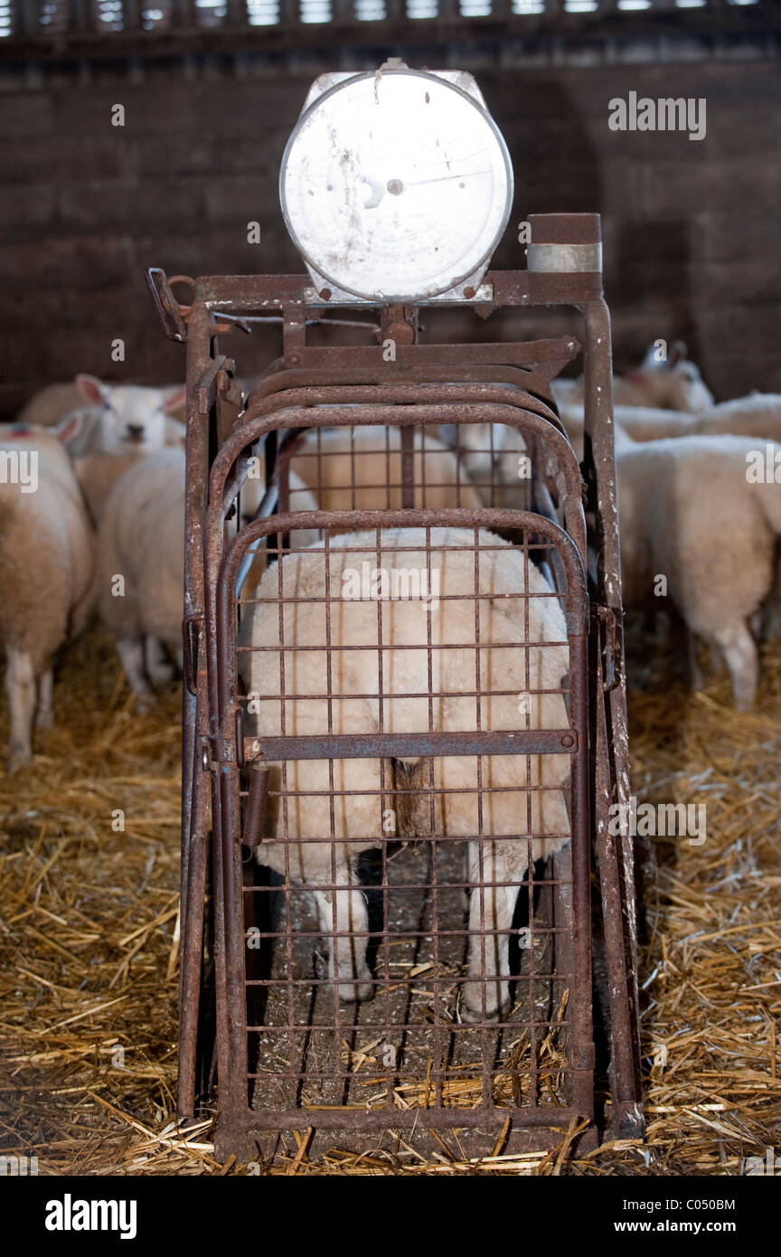 Weighing scales for livestock hi-res stock photography and images - Alamy