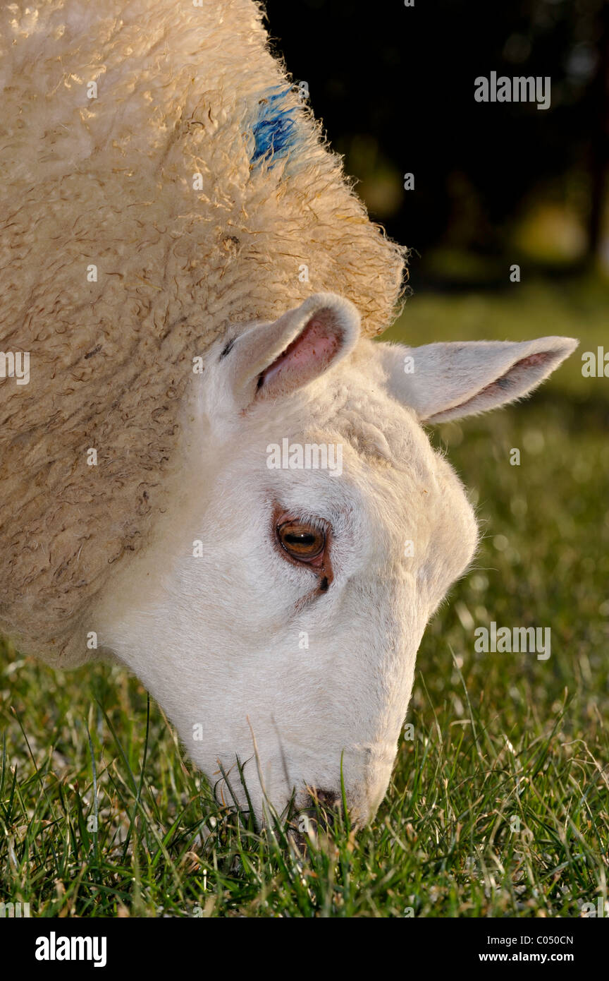 Sheep livestock grazing hi-res stock photography and images - Alamy