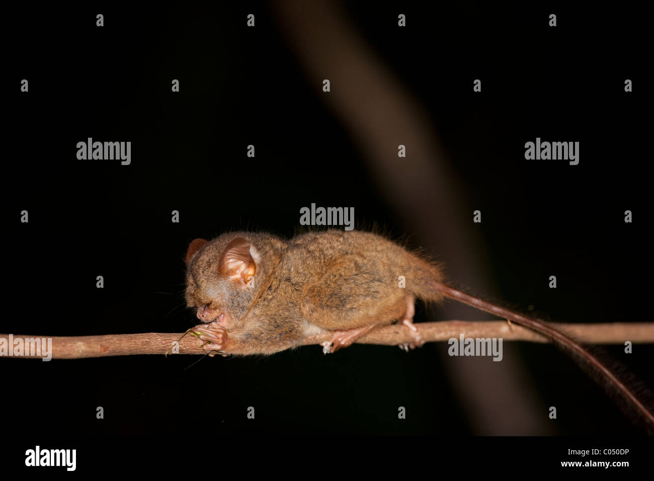 Tarsier hi-res stock photography and images - Alamy
