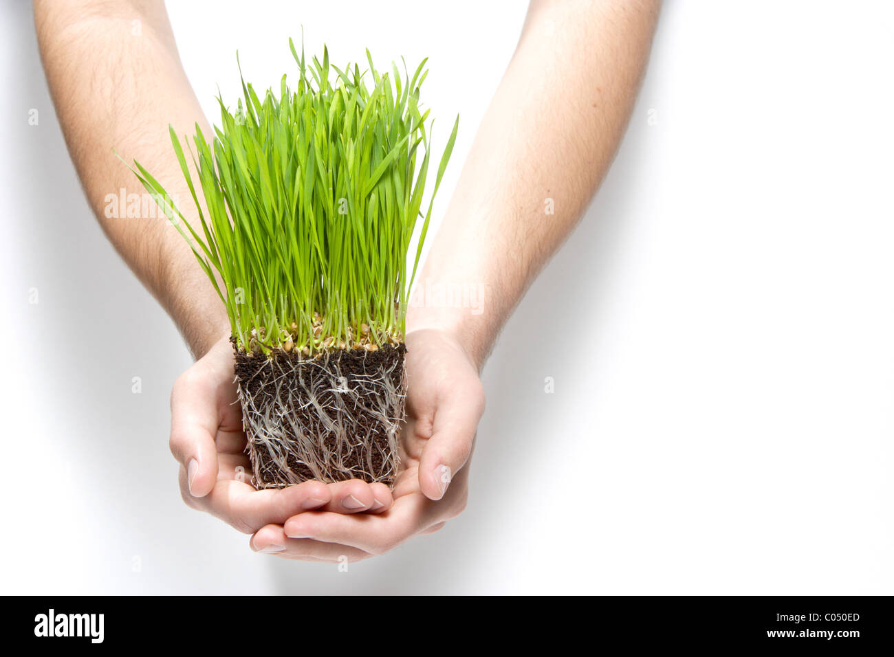 Sprout tree hi-res stock photography and images - Alamy