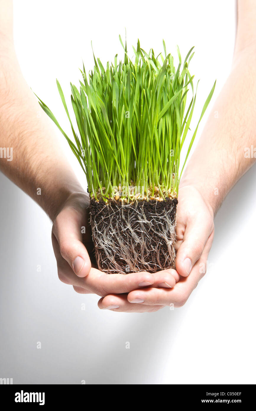 Sprout tree hi-res stock photography and images - Alamy