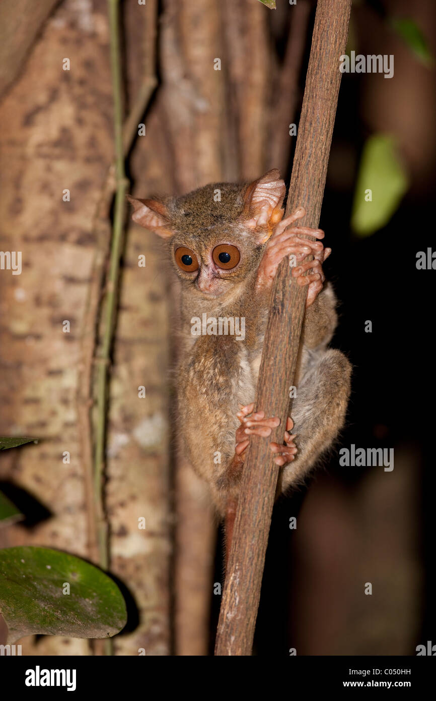 Spectral Tarsier (Tarsius tarsier Stock Photo - Alamy