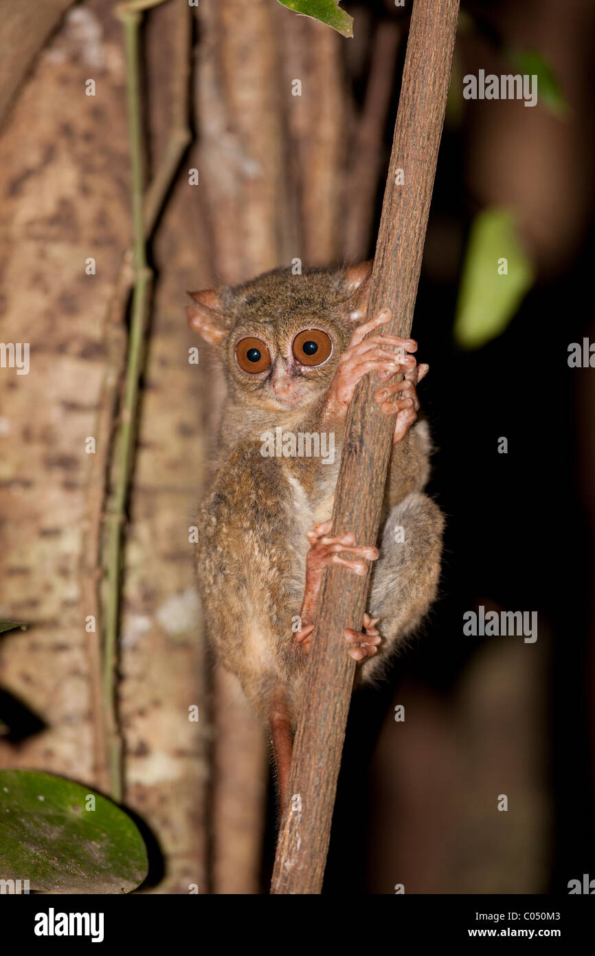 Spectral Tarsier (Tarsius tarsier Stock Photo - Alamy