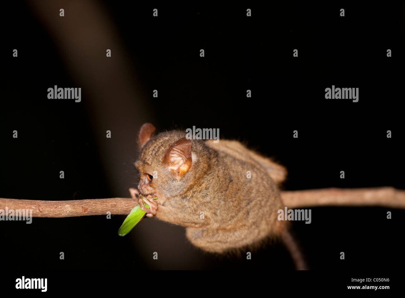 Spectral Tarsier (Tarsius tarsier) eating insect Stock Photo - Alamy
