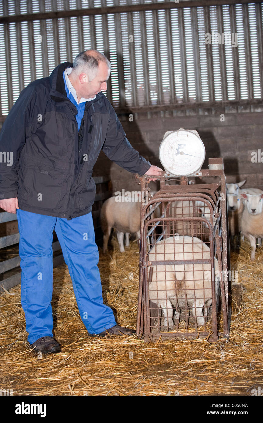 Weighing of sheep hi-res stock photography and images - Alamy
