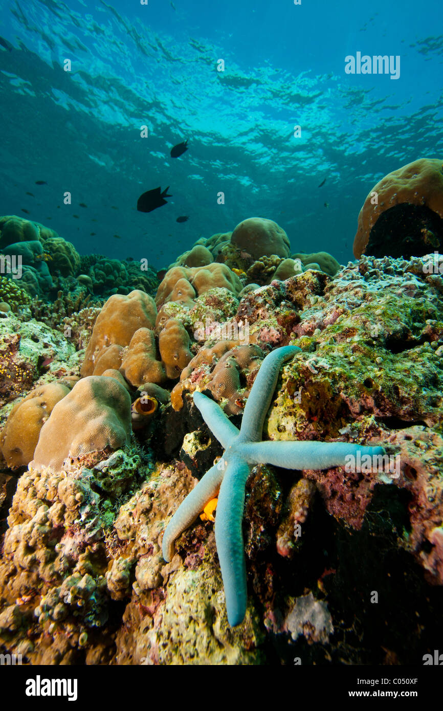 Starfish coral reef hi-res stock photography and images - Alamy