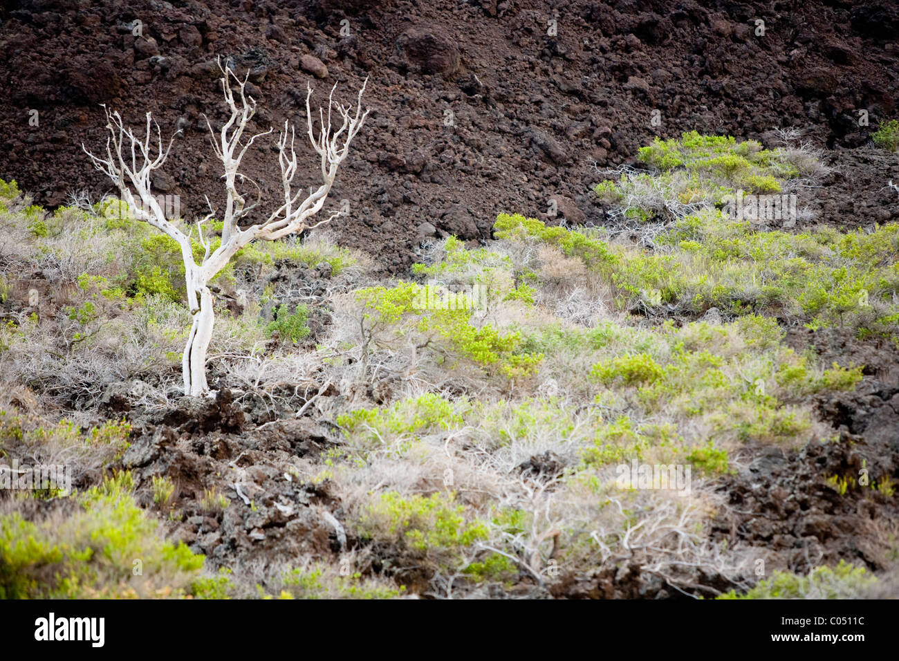 Vegetation at the Hawaii Volcanoes National Park Stock Photo - Alamy